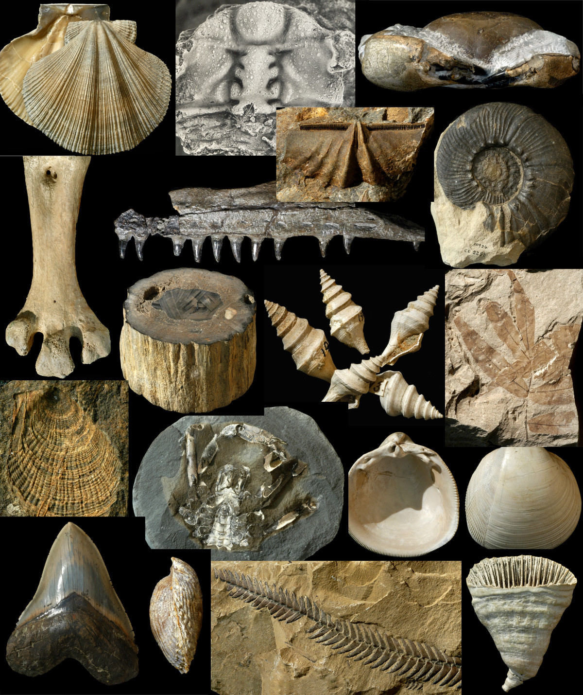 National Paleontological Collection (NPC) and associated databases | Kitmap