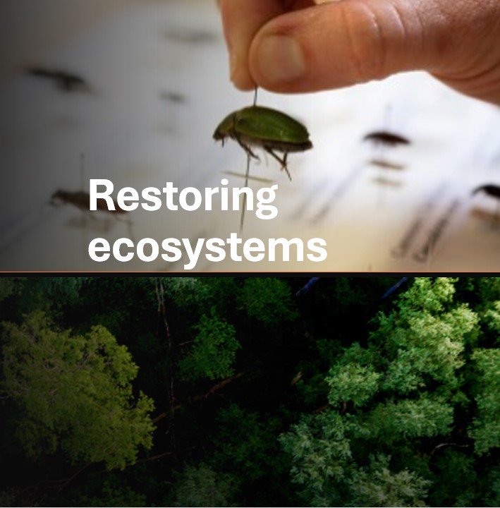 Restoring Ecosystems | Kitmap