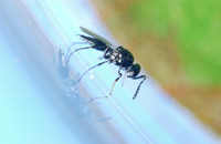 Insect Behaviour | Kitmap