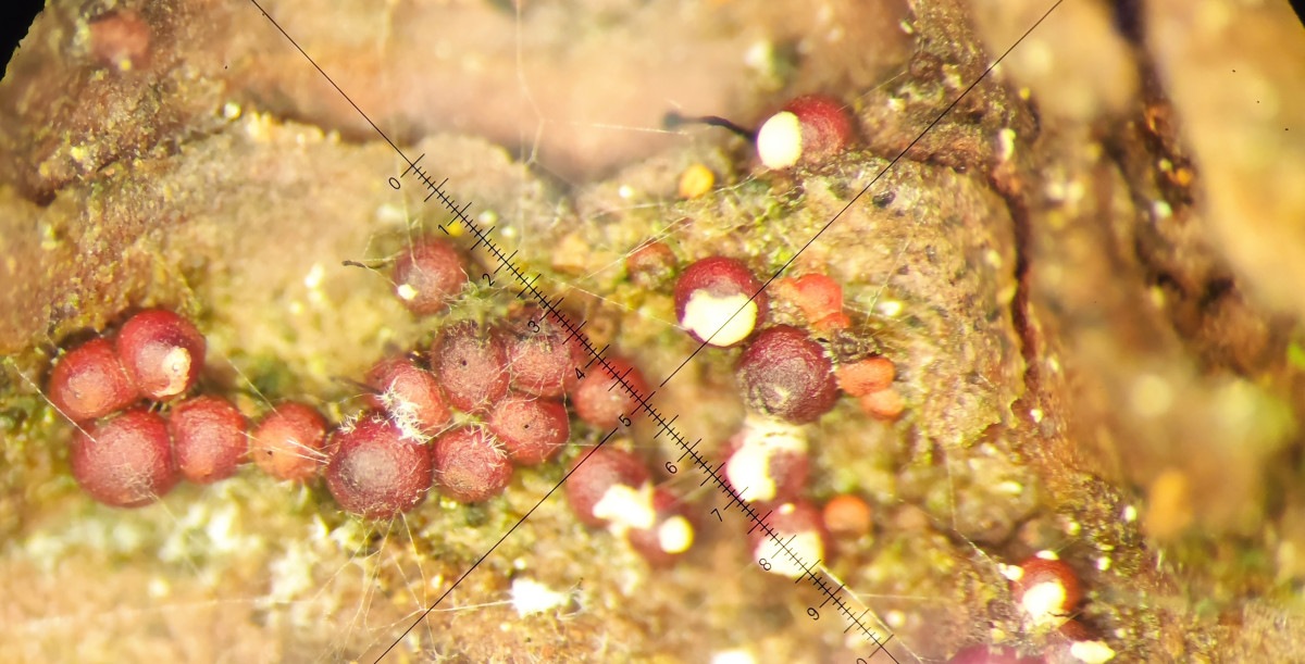 National Forest Fungarium & Database | Kitmap